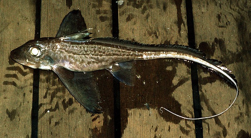 Chimaera monstrosa Linnaeus, 1758
